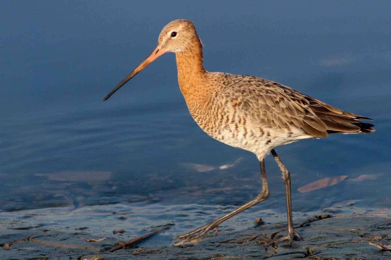Feeding Behavior of Shorebirds - Jungle Buddies