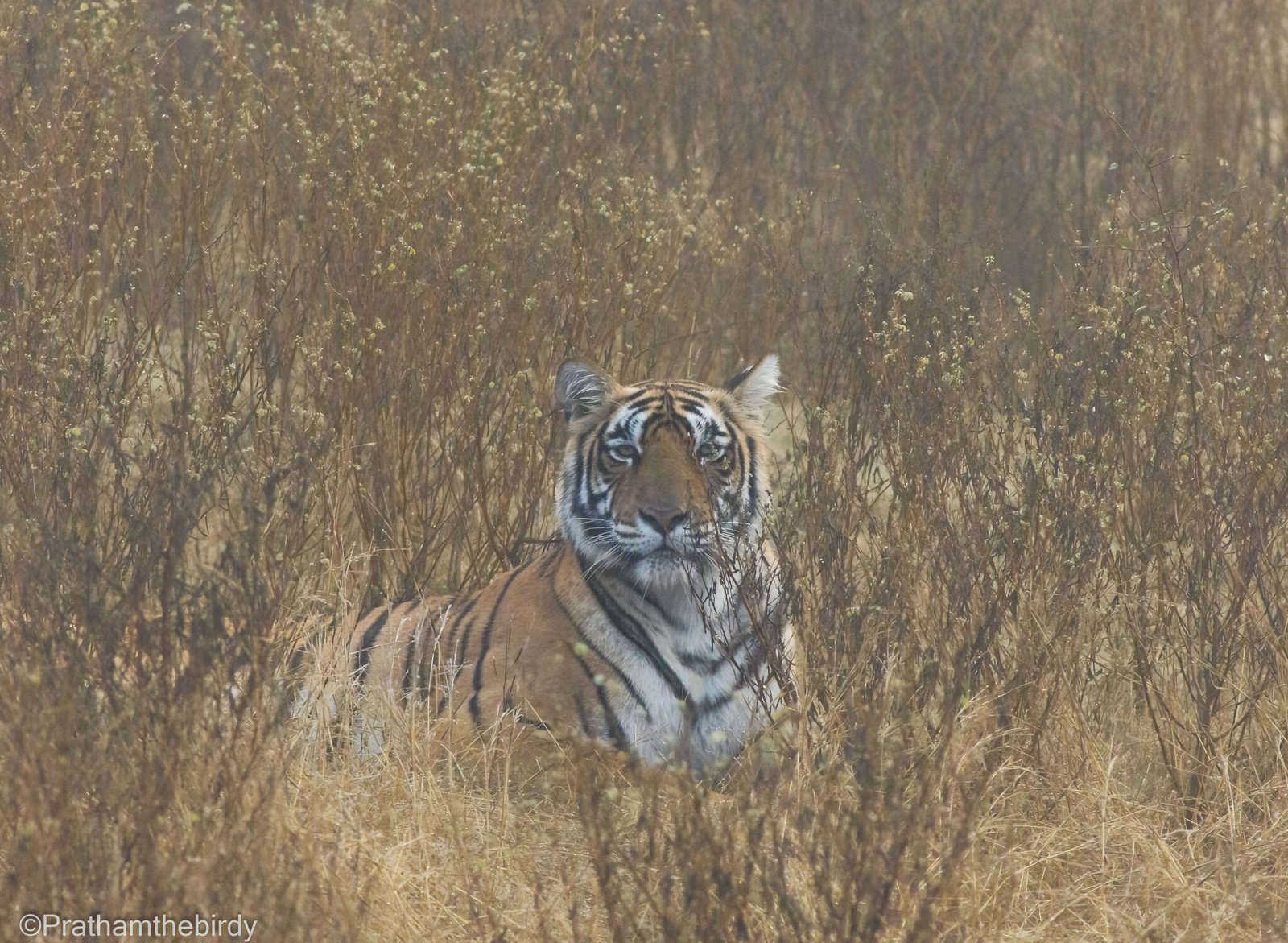 Tiger Safari Near Mumbai - Jungle Buddies