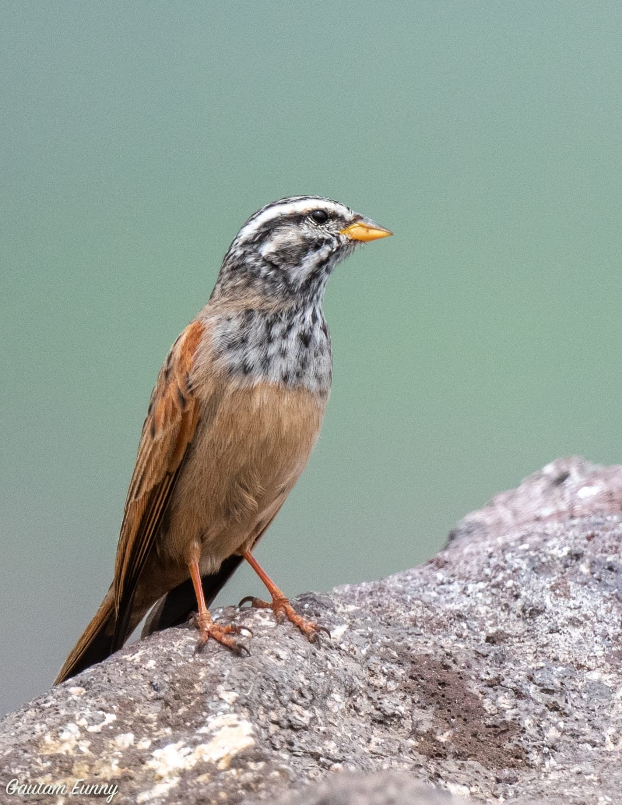 Bhigwan & Saswad Grassland Photography Tour - Jungle Buddies