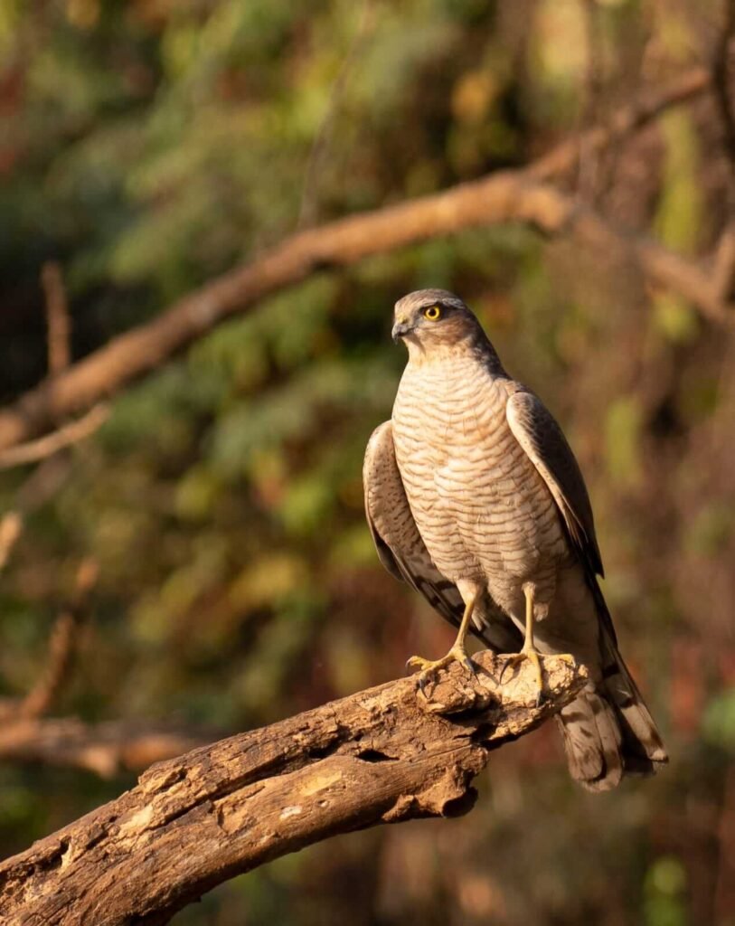 Bird Hide Photography Tour – A Close Encounter with Nature - Jungle Buddies