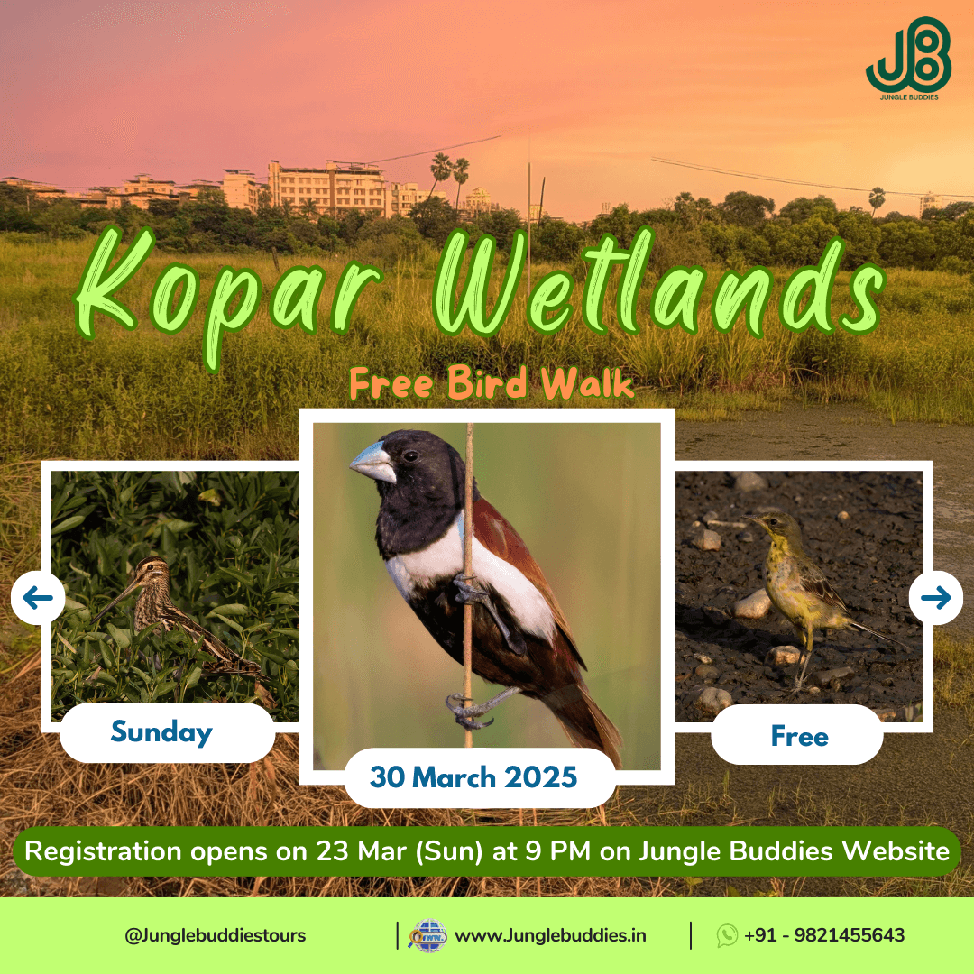 Free Bird Walk at Kopar Creek - Jungle Buddies