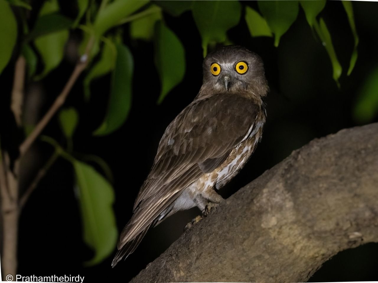Owls of Mumbai - Jungle Buddies