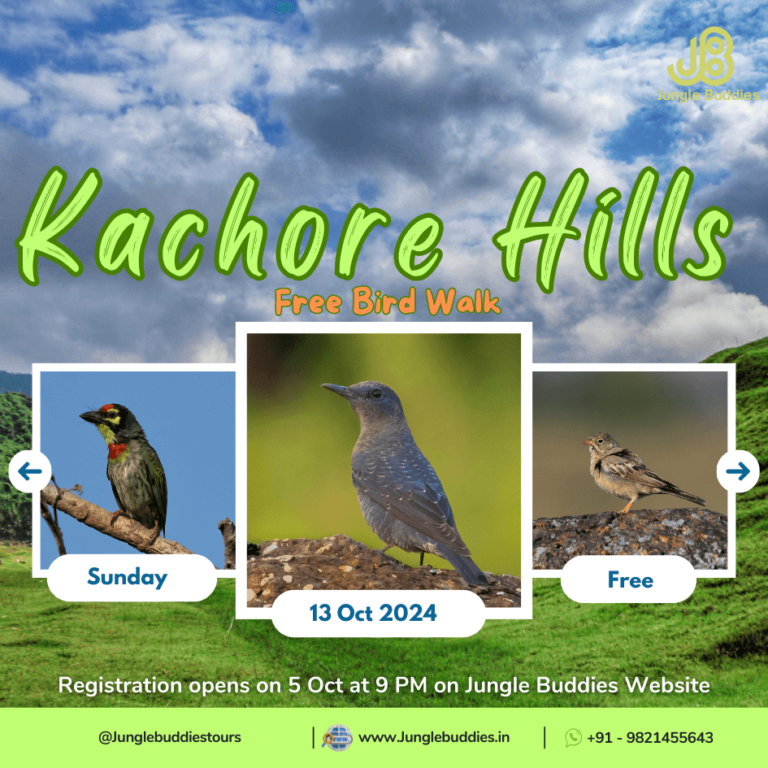 Free Bird Walk at Kachore Hills - Jungle Buddies