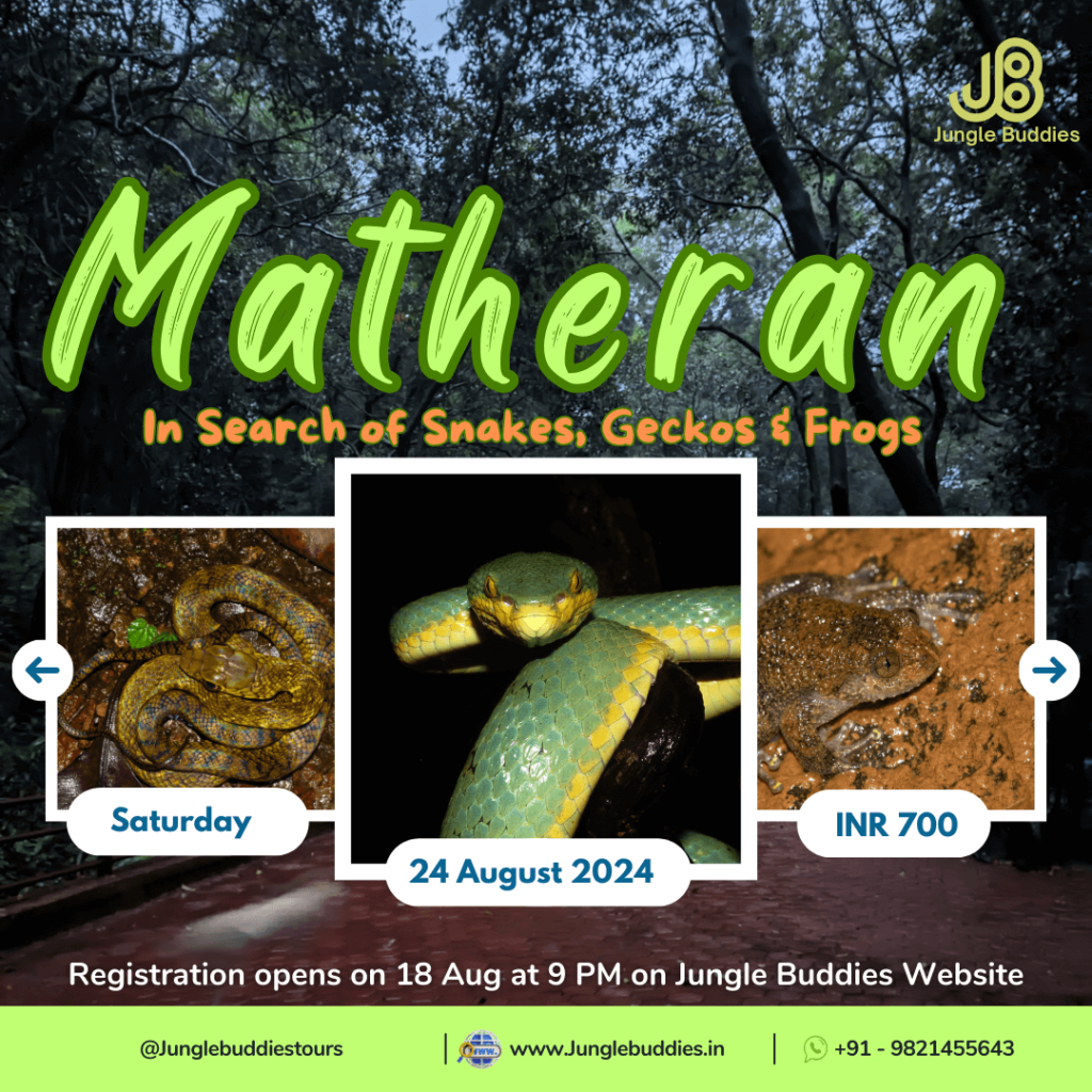 Join Our Tours - Jungle Buddies