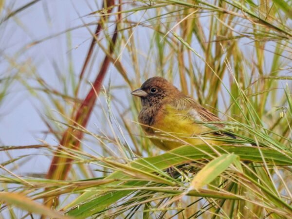 Celebrating National Bird Week 2024 - Jungle Buddies