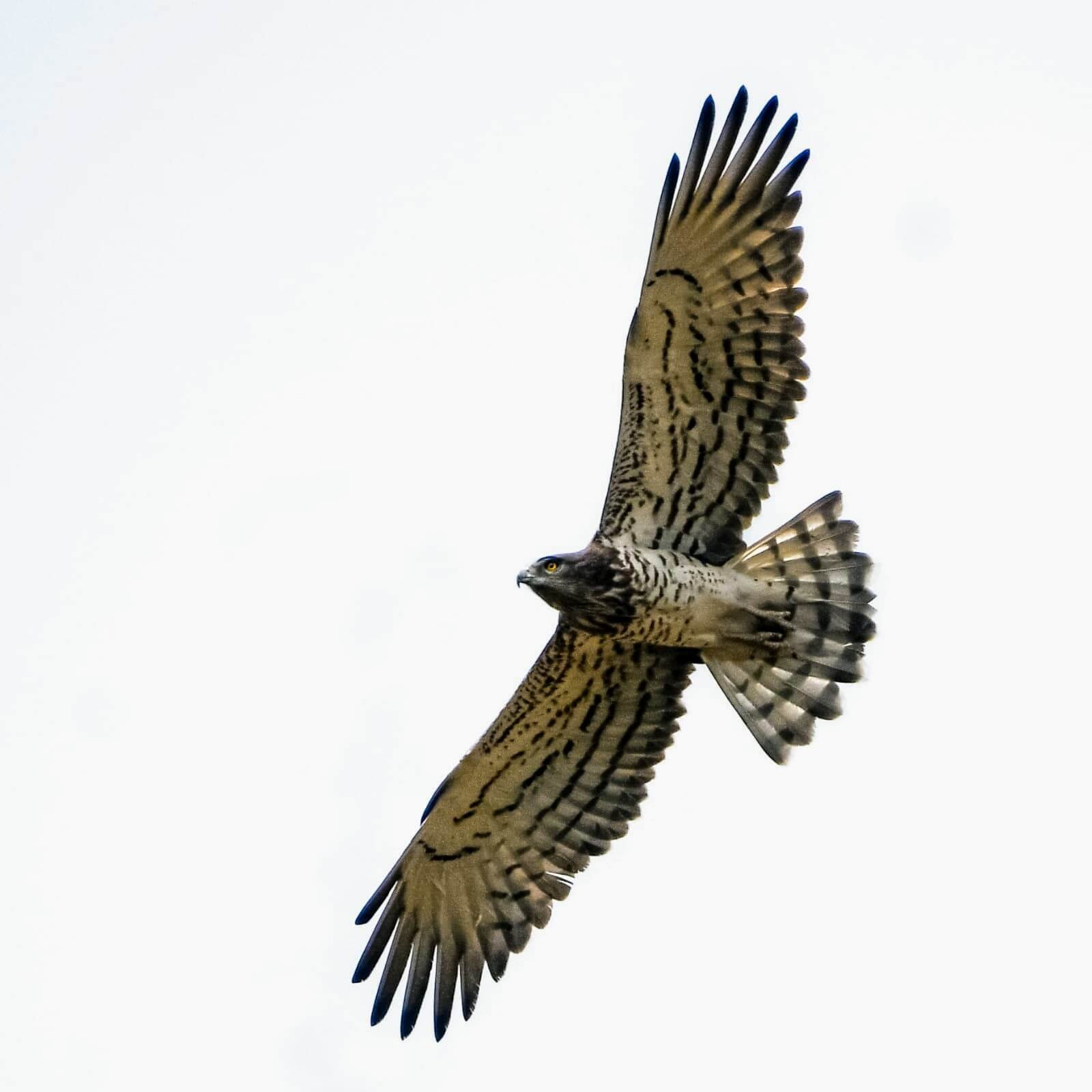 Celebrating National Bird Week 2024 - Jungle Buddies