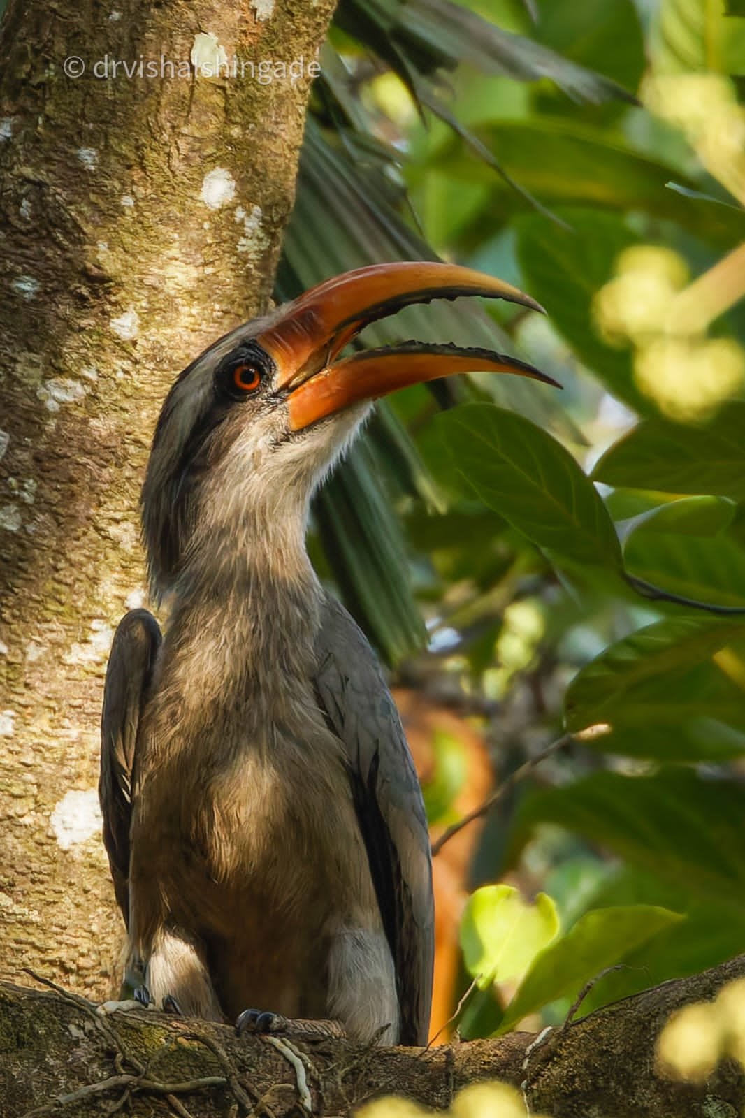 Tillari, Banda, and Talkat: A Konkan Birding & Photography Haven ...