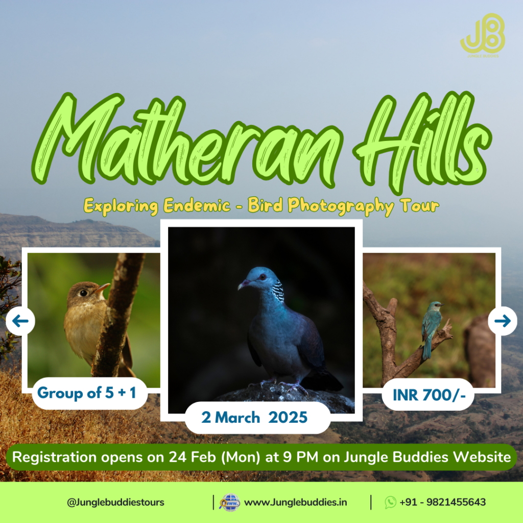 Matheran Hills Forest Walk - Jungle Buddies