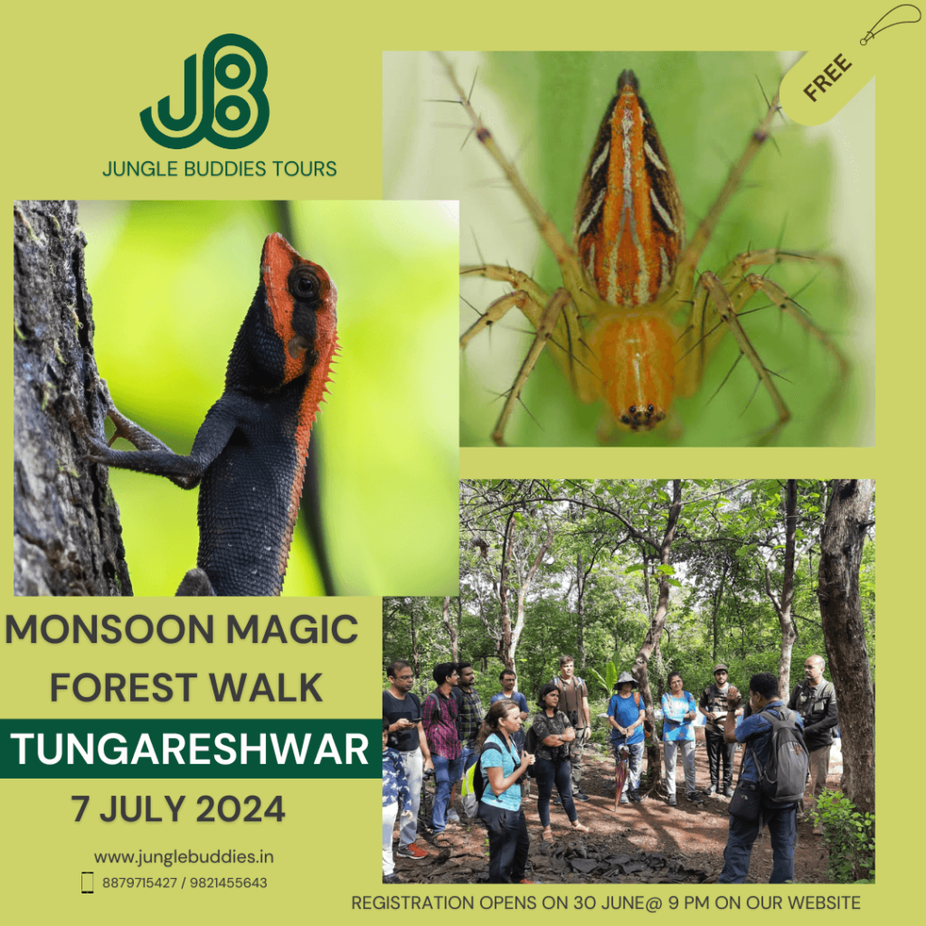 Monsoon Magic Forest Walk - Jungle Buddies