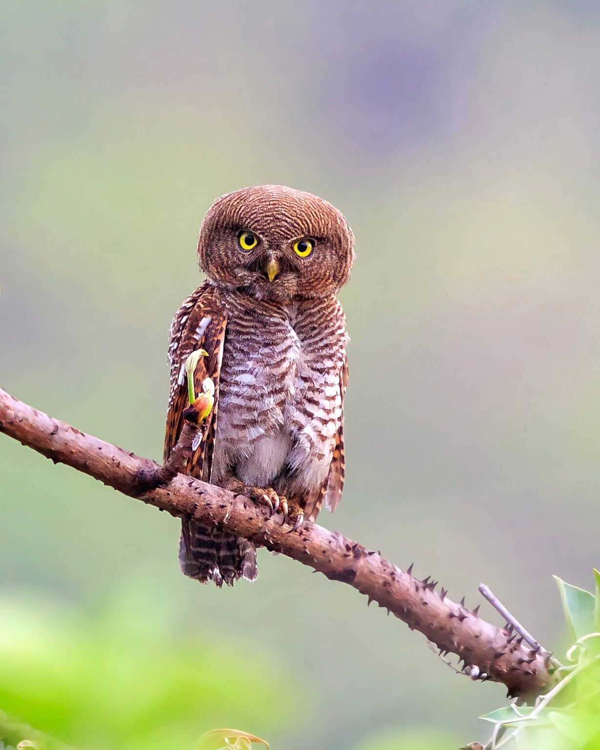 Mumbai Birdwatching Tours : Expert Guided Tours | Jungle Buddies