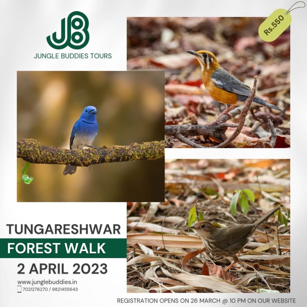 Tungareshwar Forest Walk - Jungle Buddies