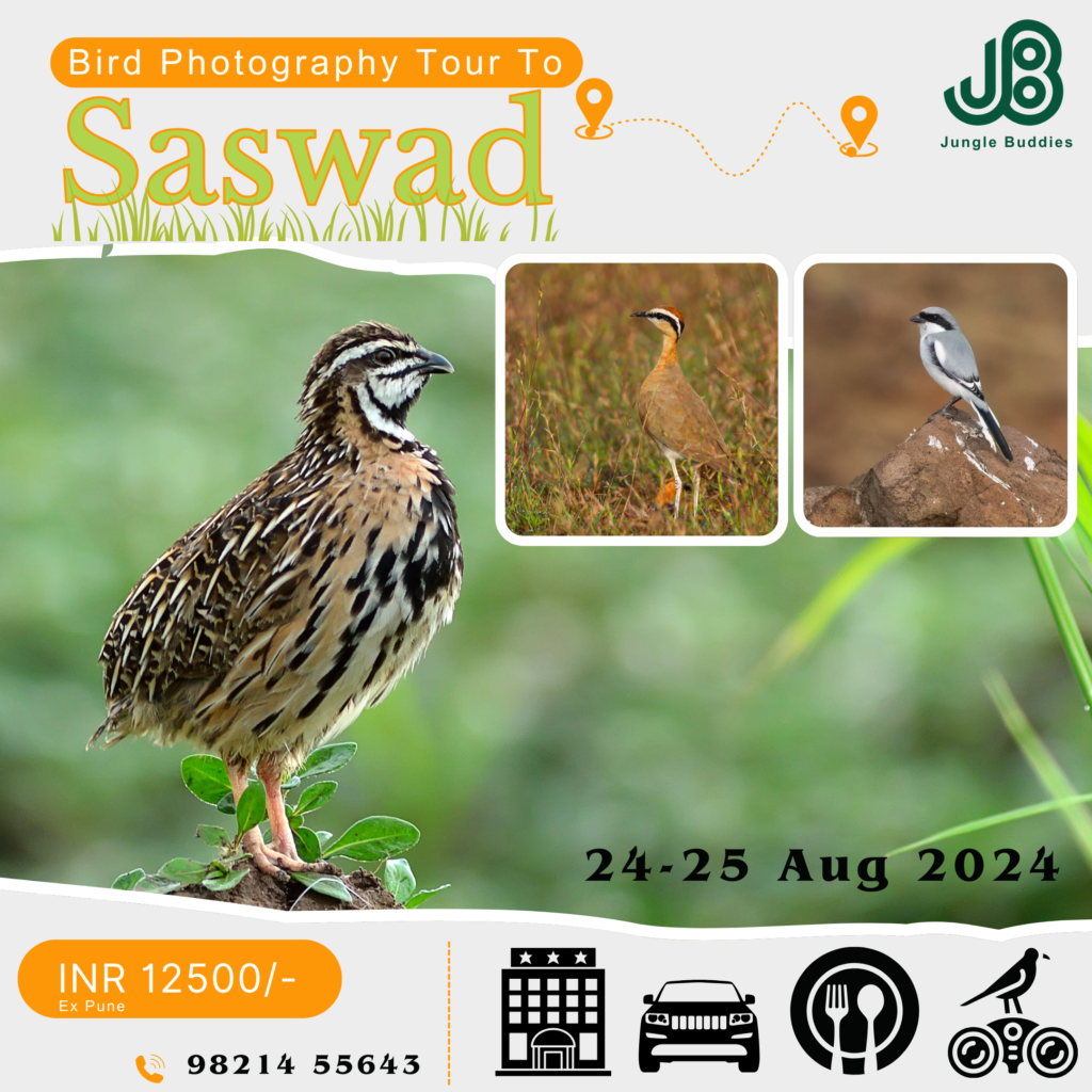 Bird Watching in Saswad Grasslands - Jungle Buddies