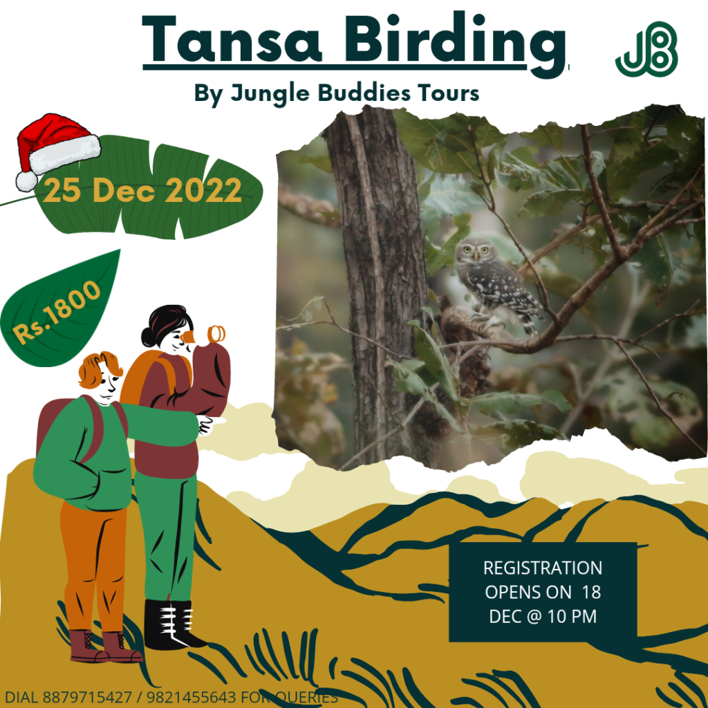 Tungareshwar Forest Walk - Jungle Buddies